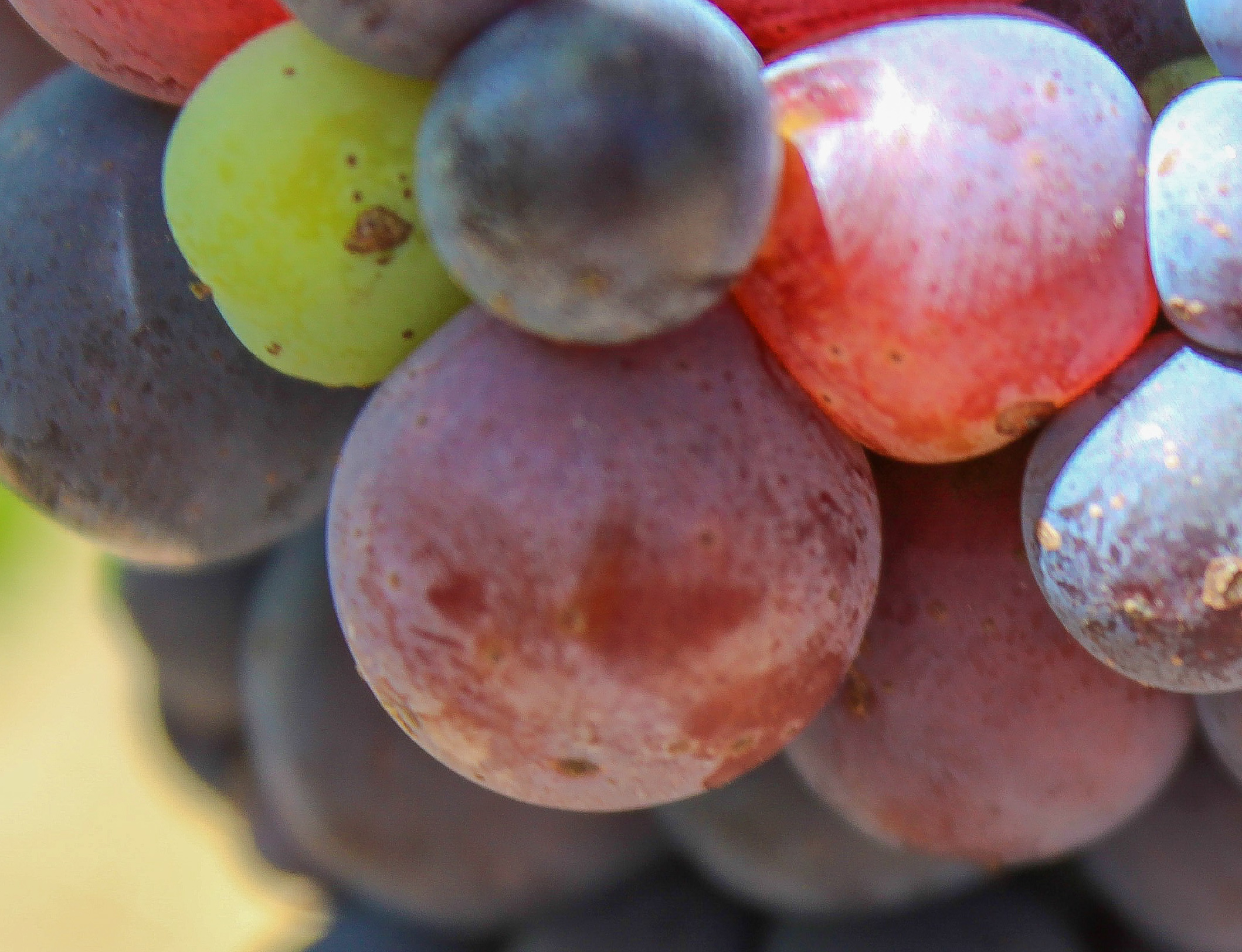 What is Grape Veraison? | Frank Family Vineyards Blog