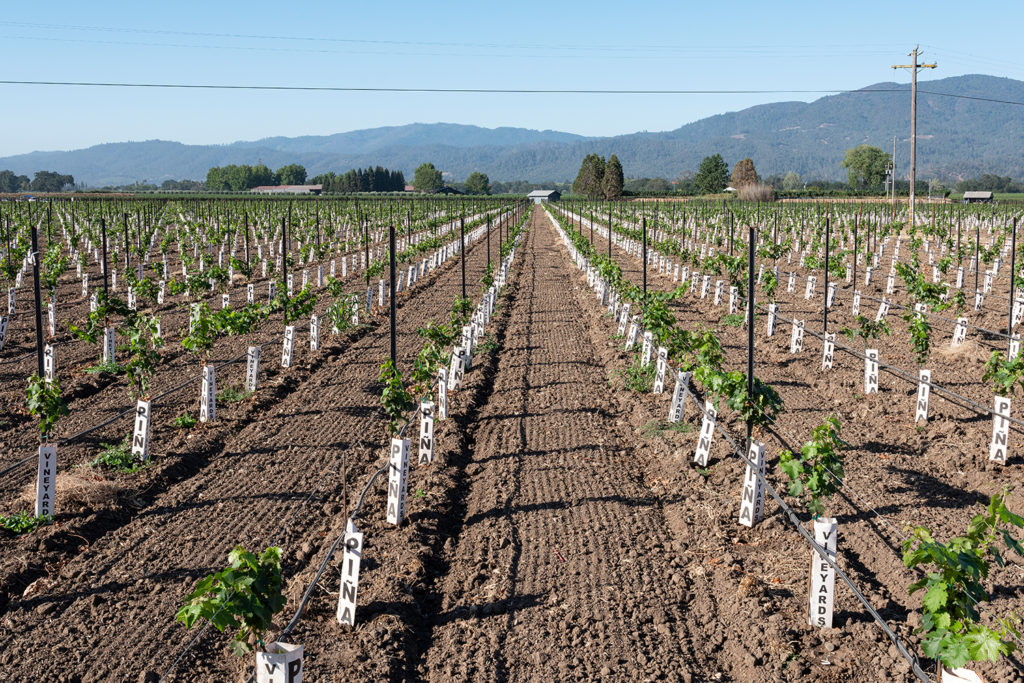 Starting Anew: Replanting at Benjamin Vineyard | Frank Family Vineyards ...